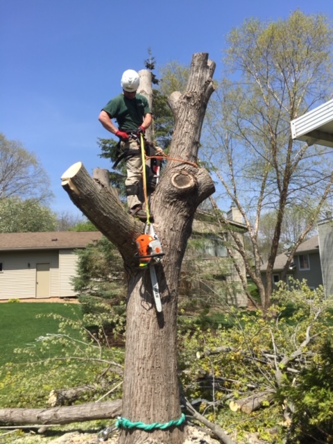 Gallery | Nelson Tree Service LLC