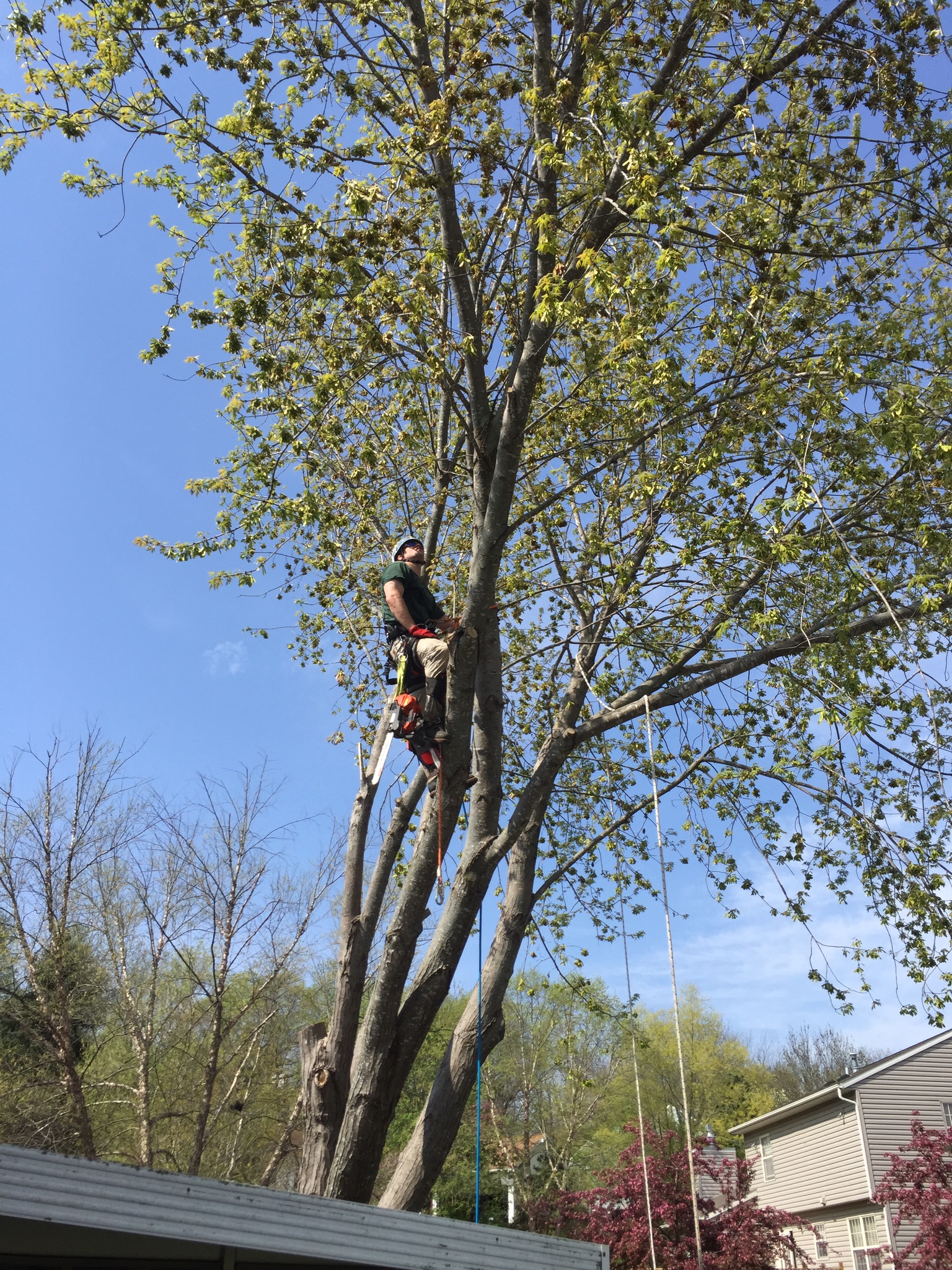 Gallery | Nelson Tree Service LLC