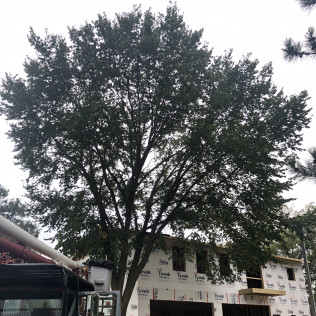 Gallery | Nelson Tree Service LLC