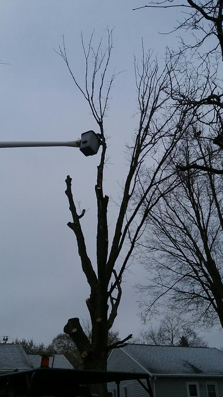 Gallery | Nelson Tree Service LLC