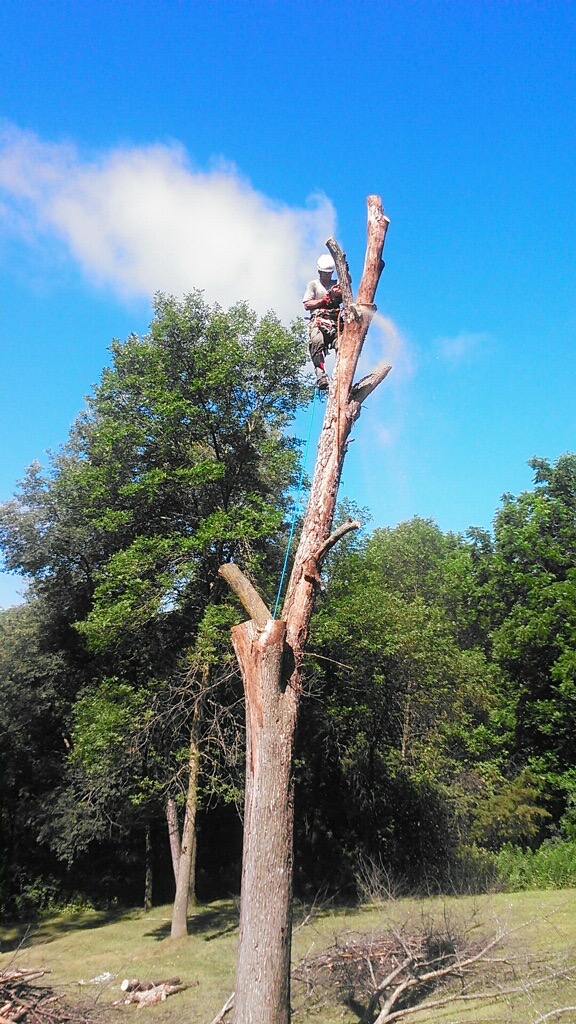 Gallery | Nelson Tree Service LLC