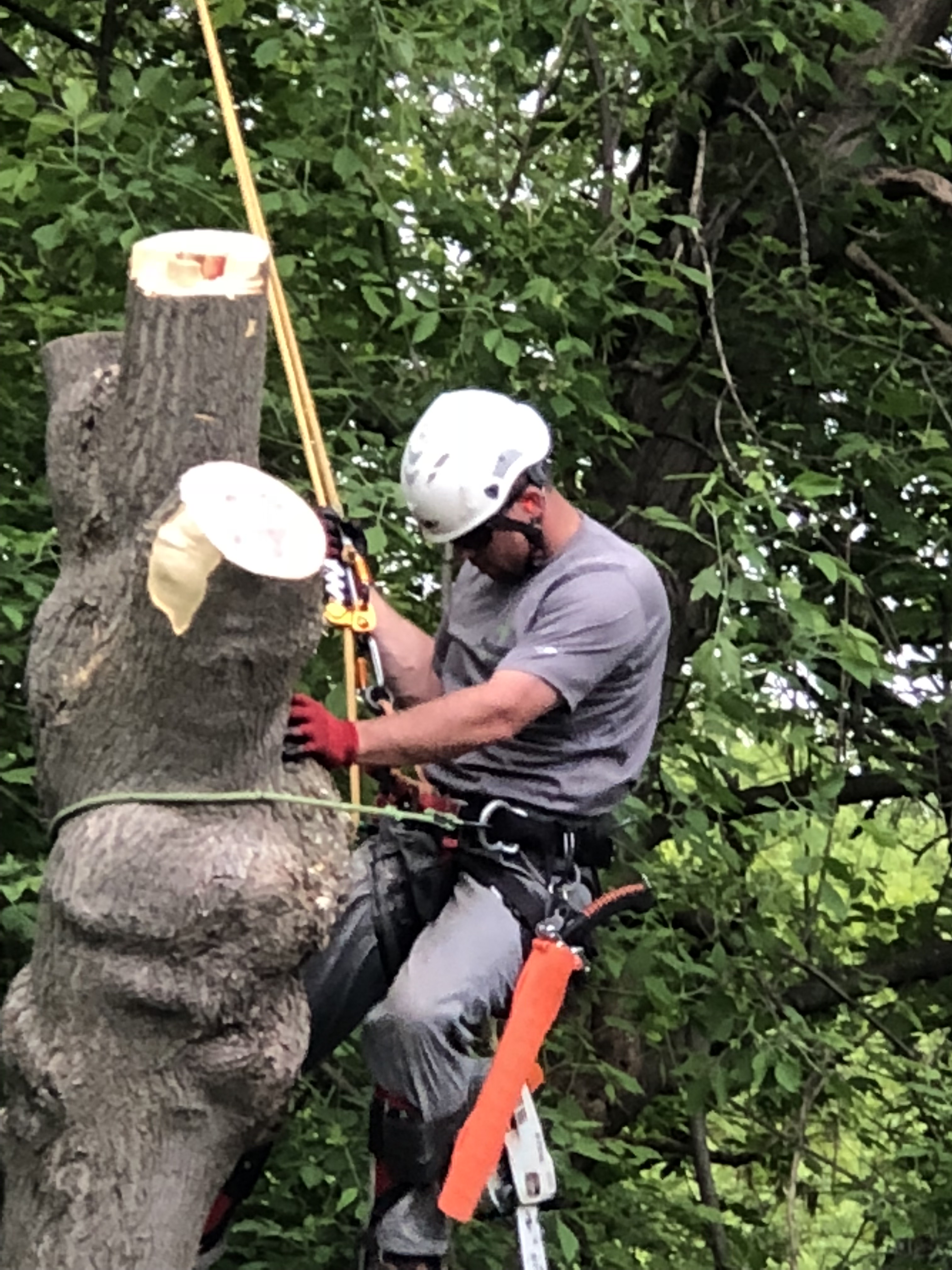 Gallery | Nelson Tree Service LLC